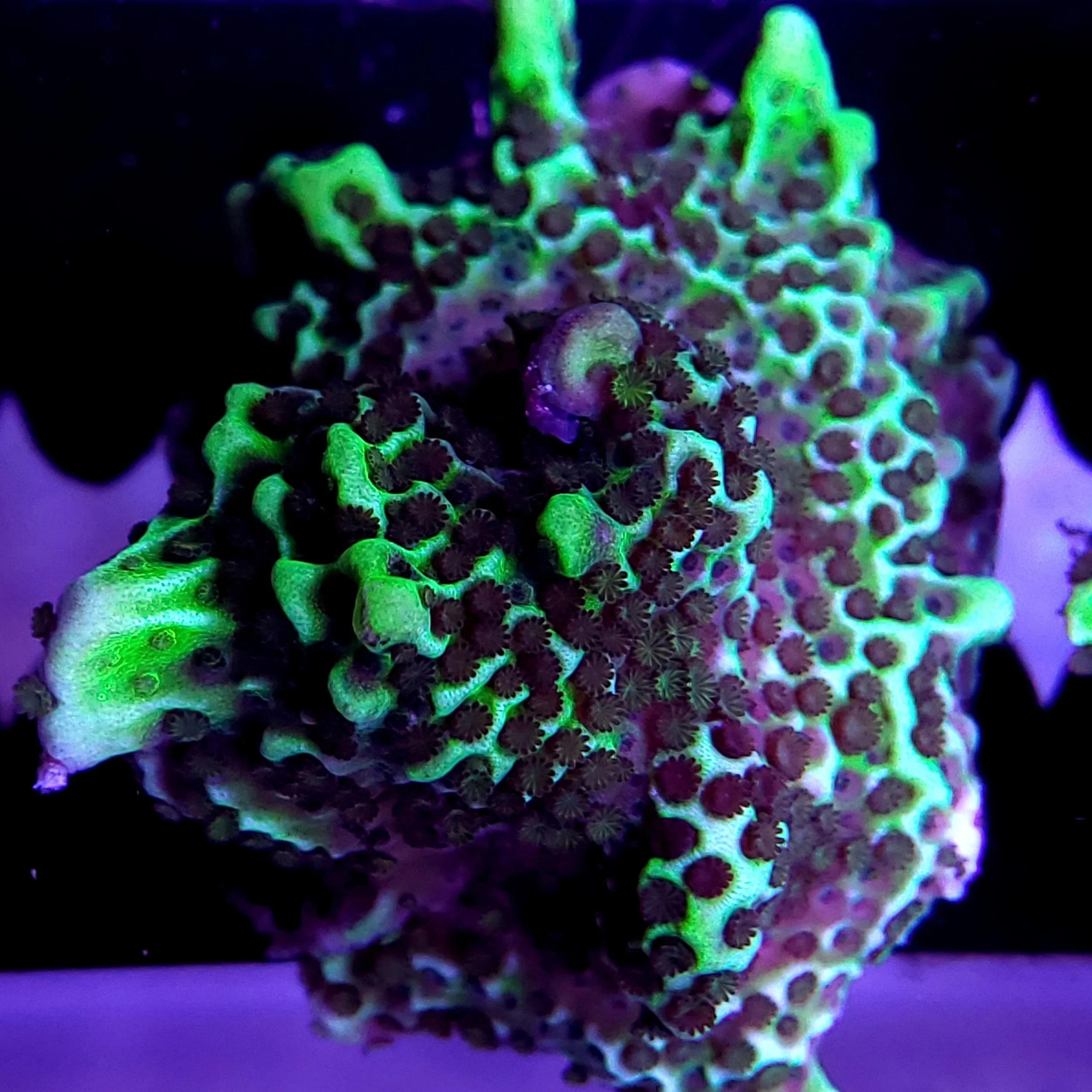 cali tort acropora sps frag — Premier Reefs - Aquacultured coral