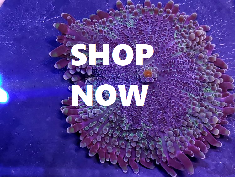 Premier Reefs-Aquacultured coral