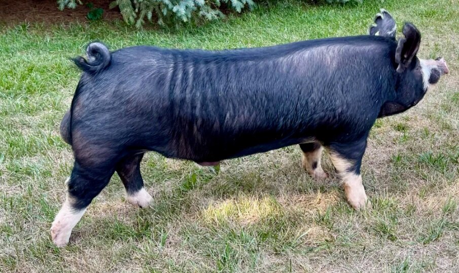 Sioux Center Boar Stud
