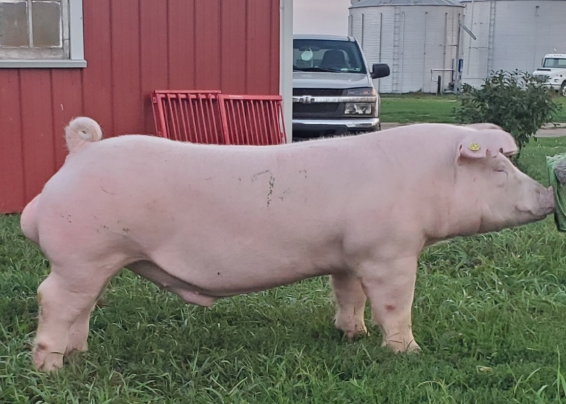 Sioux Center Boar Stud