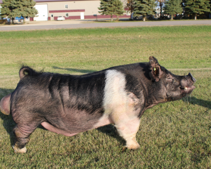 Sioux Center Boar Stud