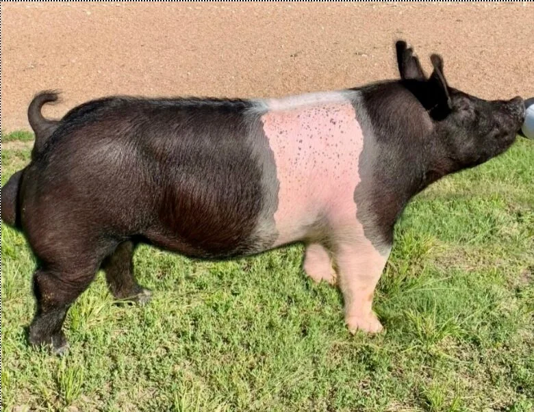 Sioux Center Boar Stud