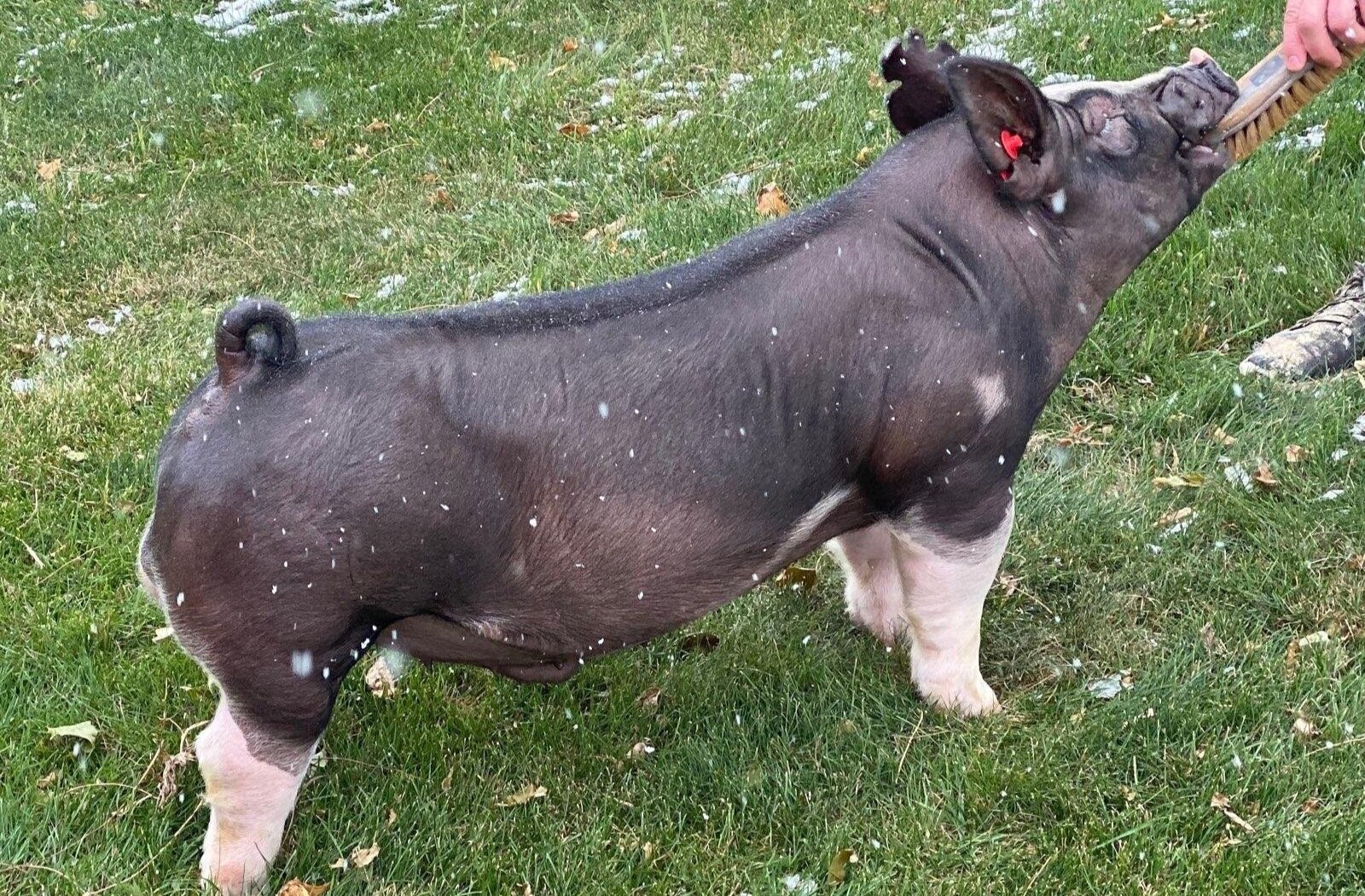 Sioux Center Boar Stud