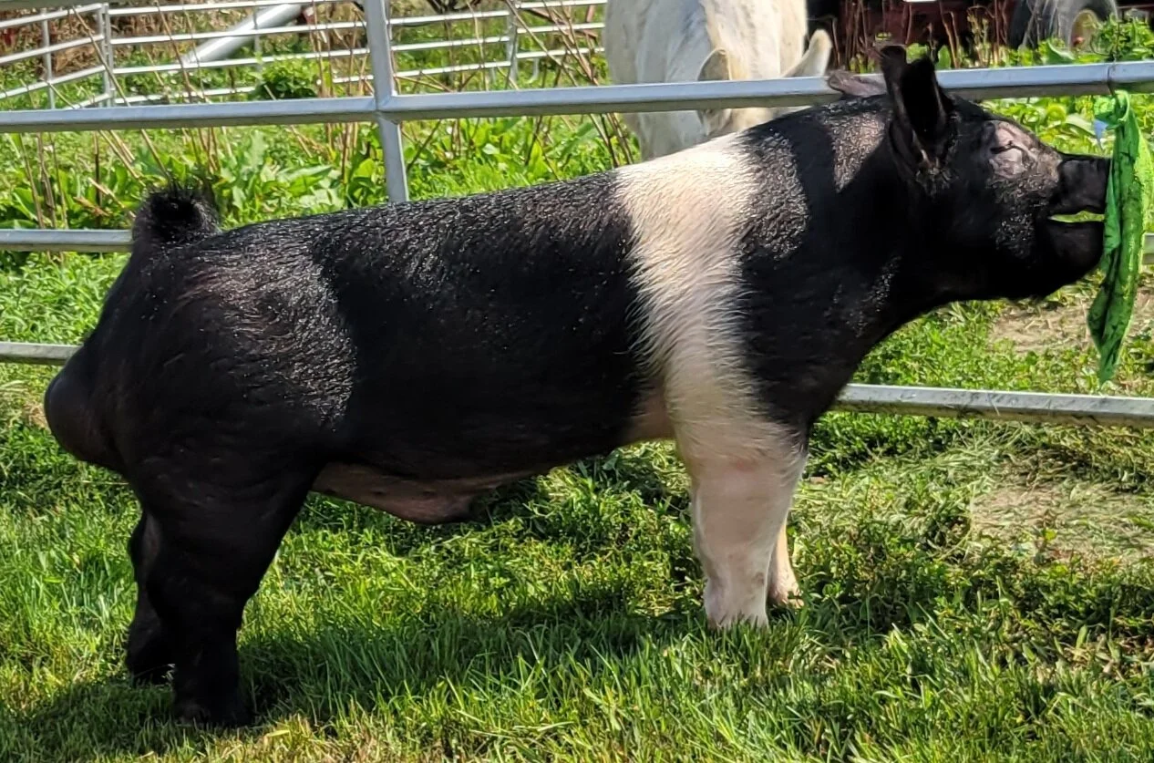Sioux Center Boar Stud