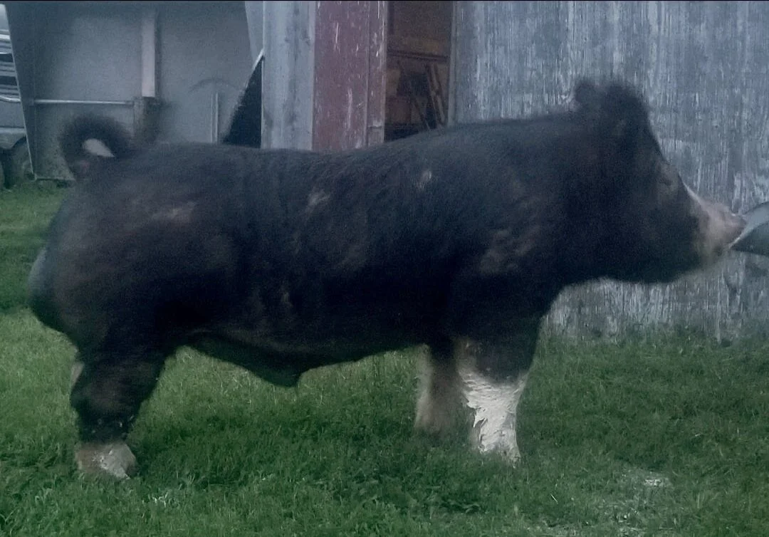 Sioux Center Boar Stud