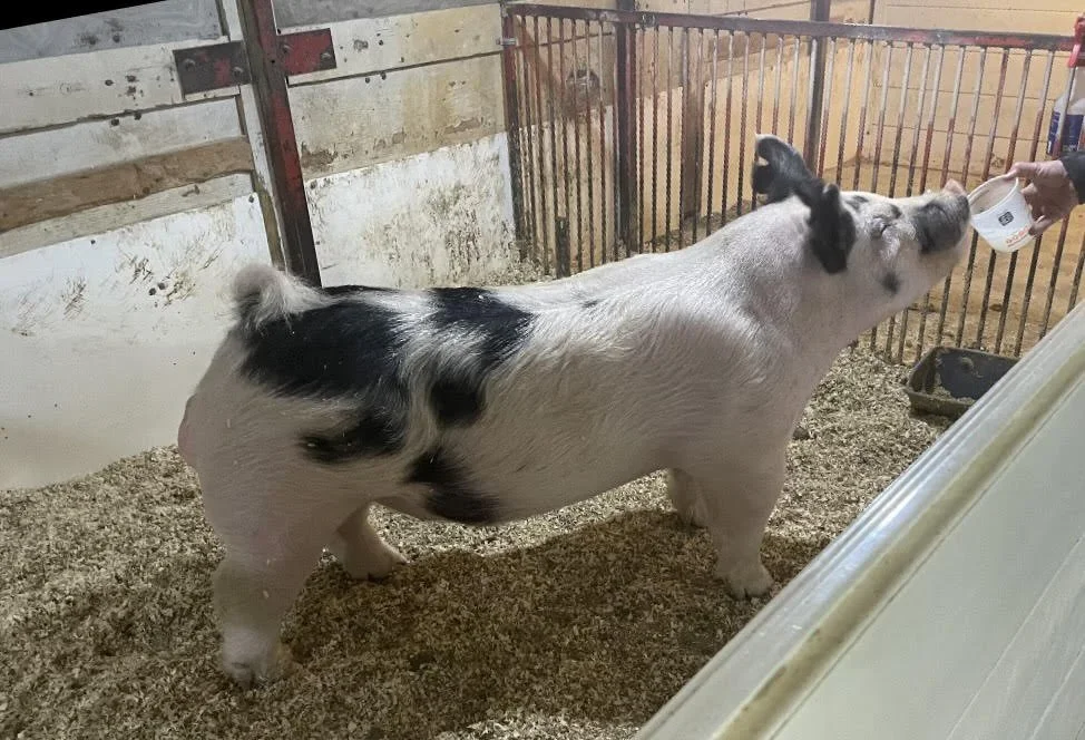 Sioux Center Boar Stud