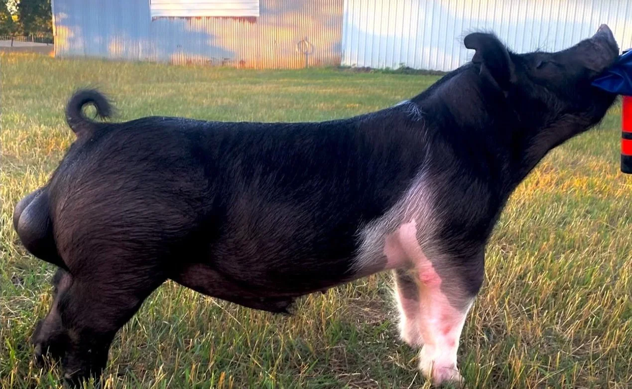Sioux Center Boar Stud