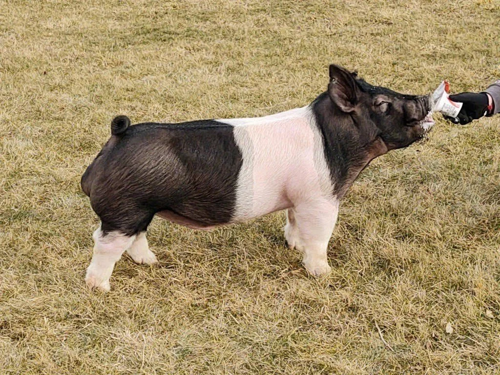 Sioux Center Boar Stud