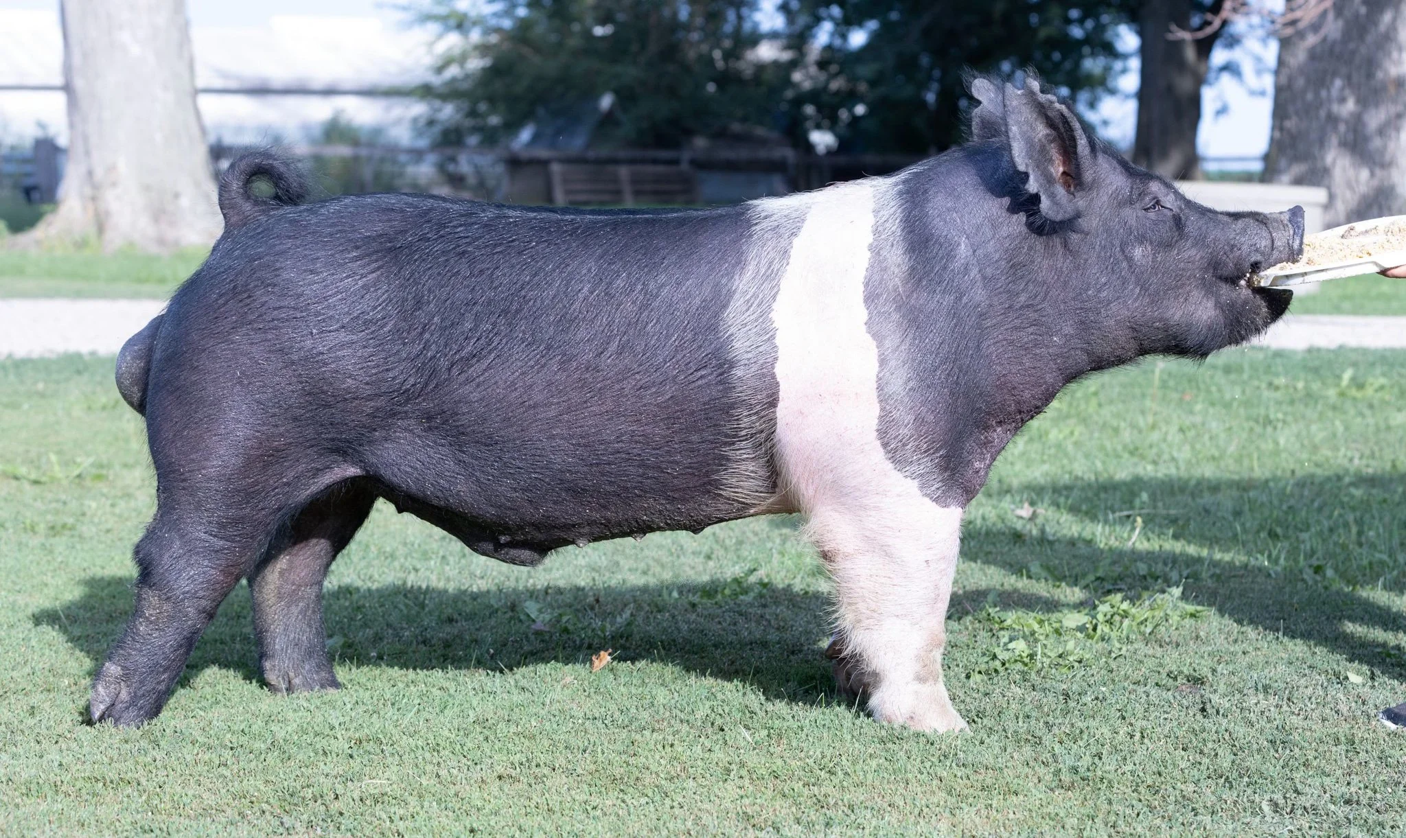 Sioux Center Boar Stud