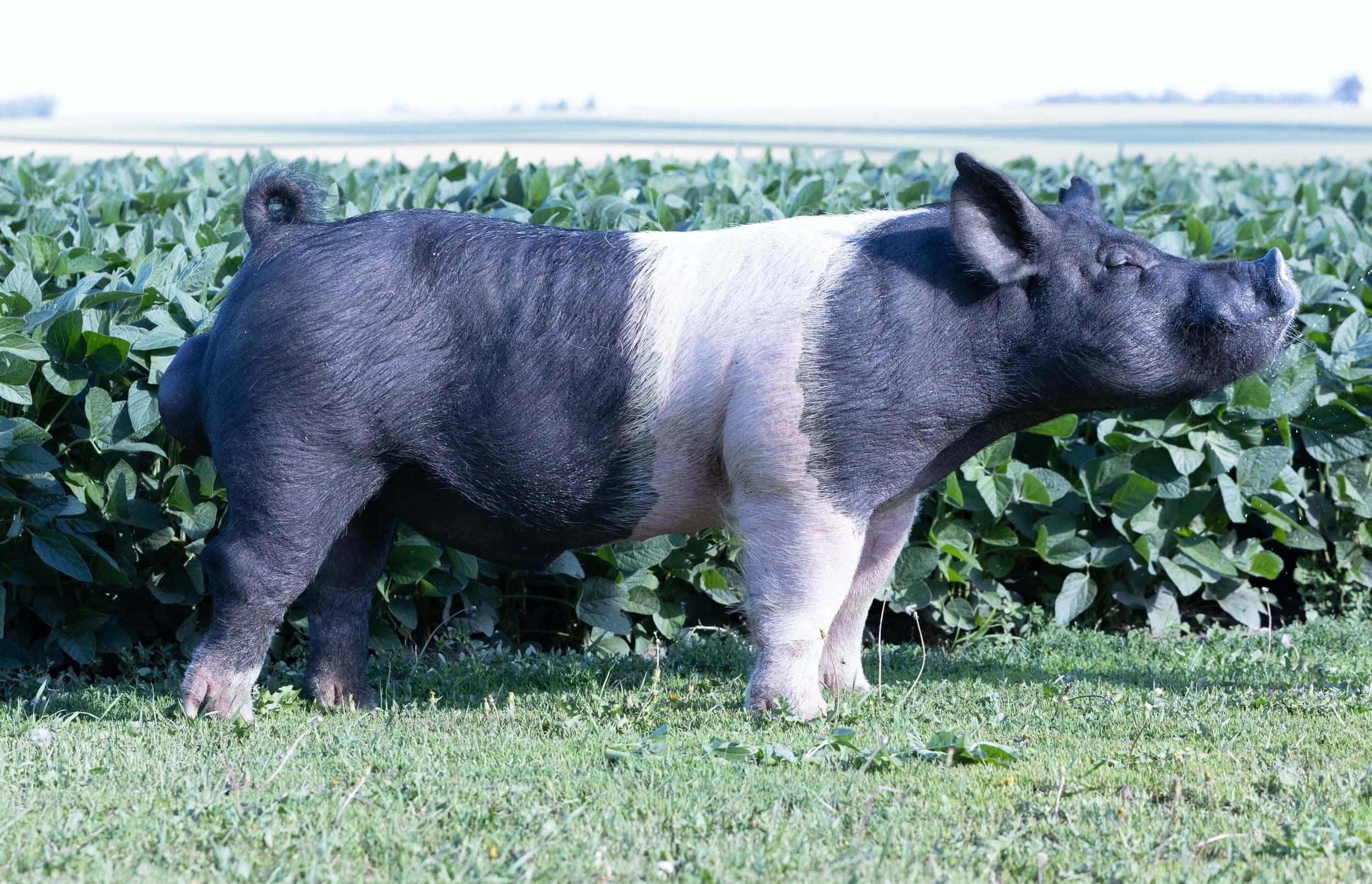 Sioux Center Boar Stud