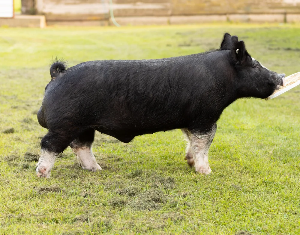 Sioux Center Boar Stud