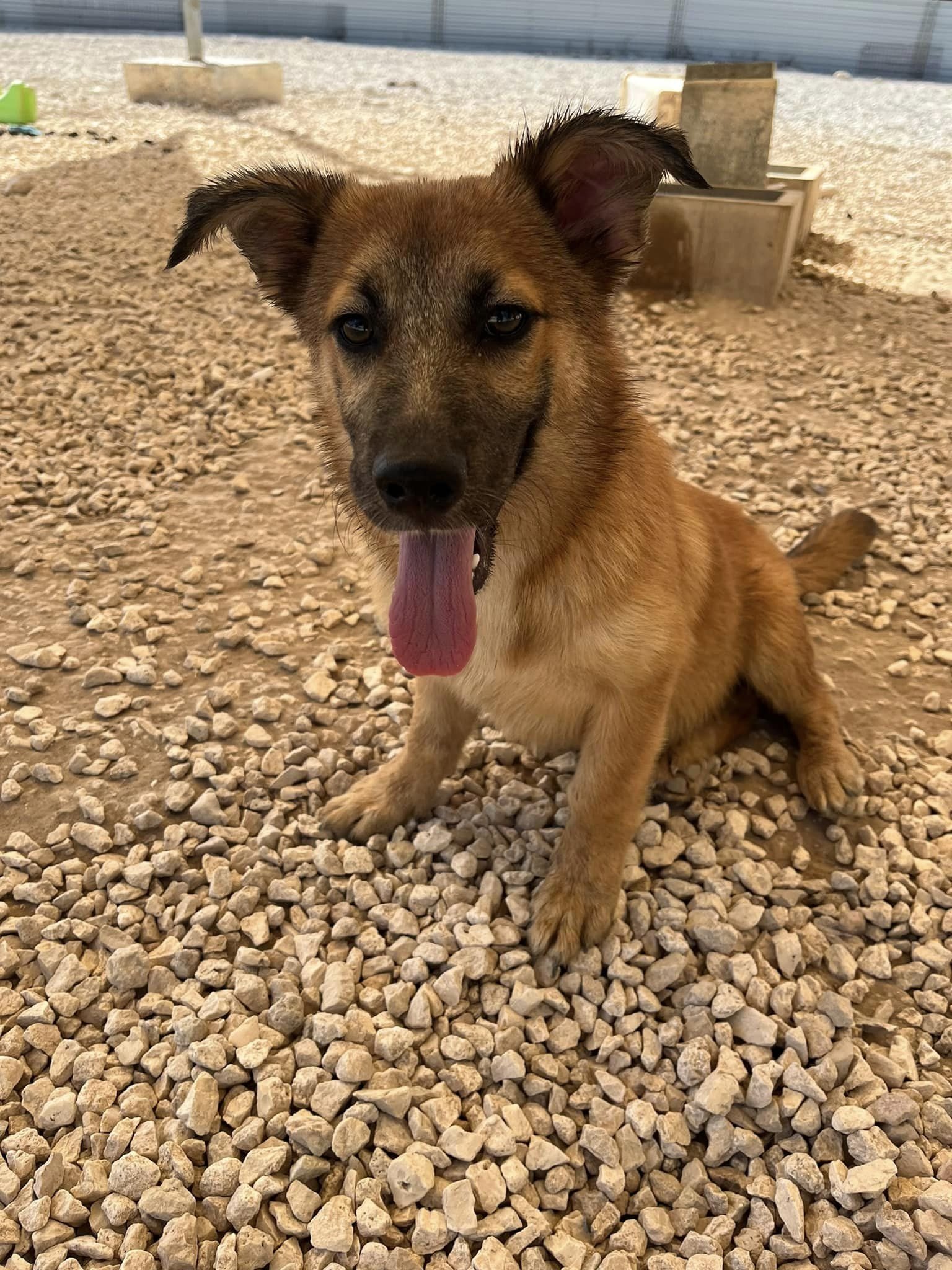 Nikki — Extra Special Dog Rescue