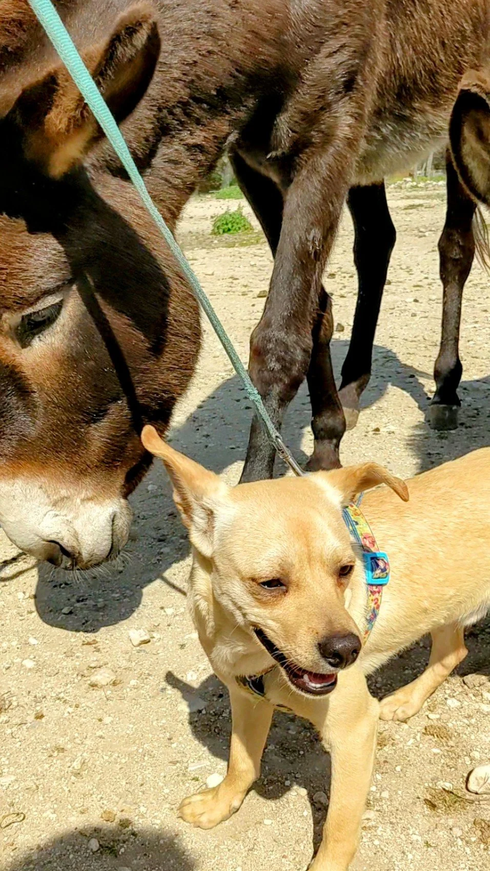 Billy (Withdrawn) — Extra Special Dog Rescue