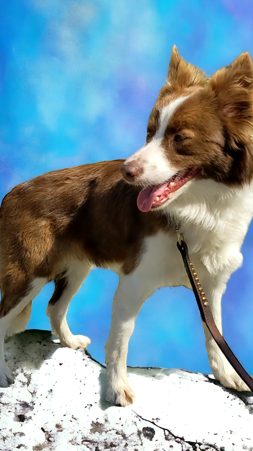 Lassie 2 (Adopted) — Extra Special Dog Rescue