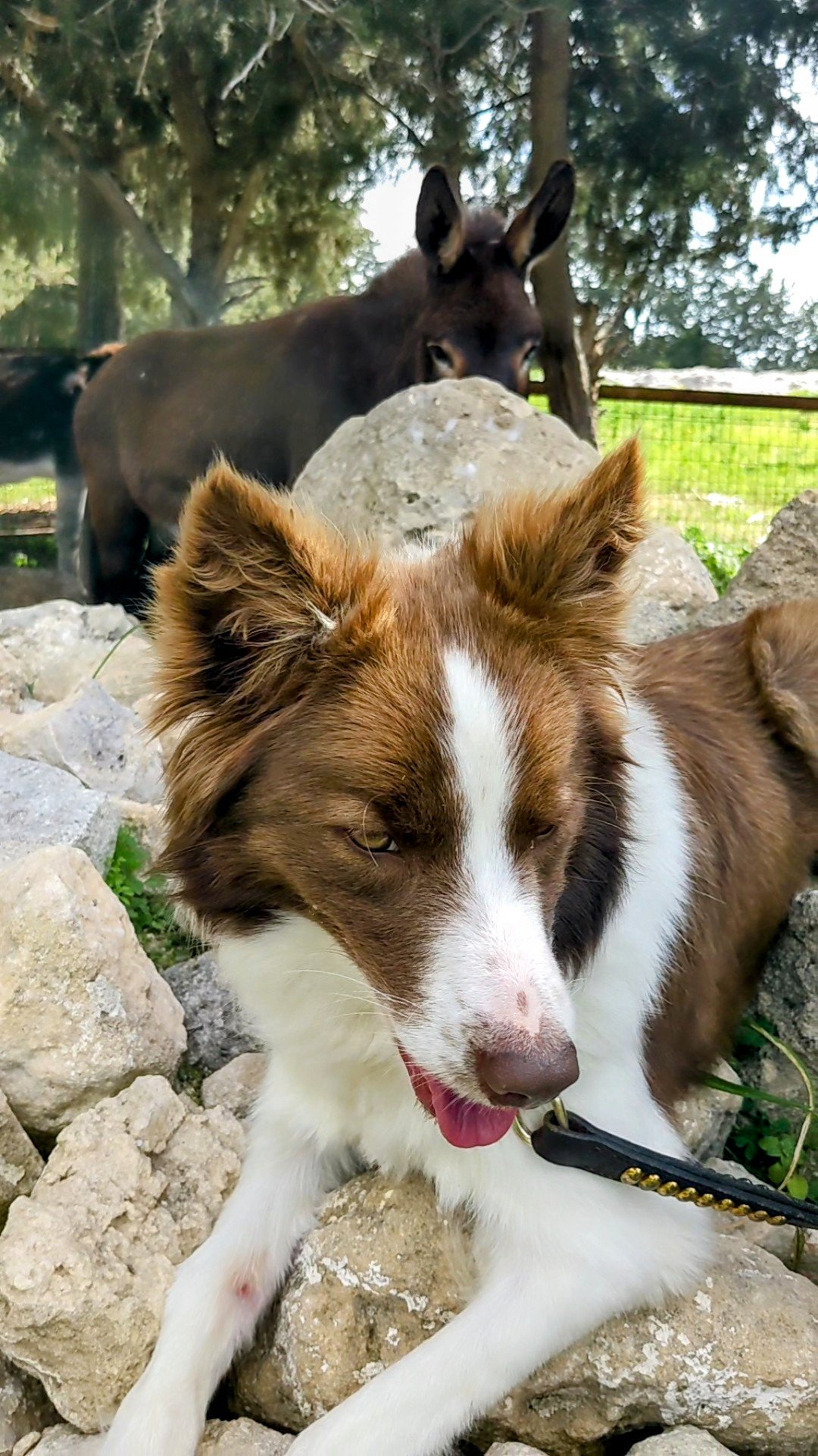 Lassie 2 (Adopted) — Extra Special Dog Rescue