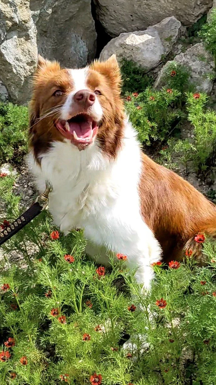 Lassie 2 (Adopted) — Extra Special Dog Rescue