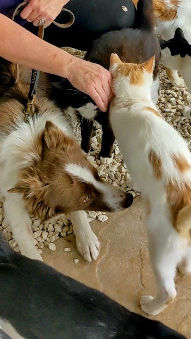 Lassie 2 (Adopted) — Extra Special Dog Rescue