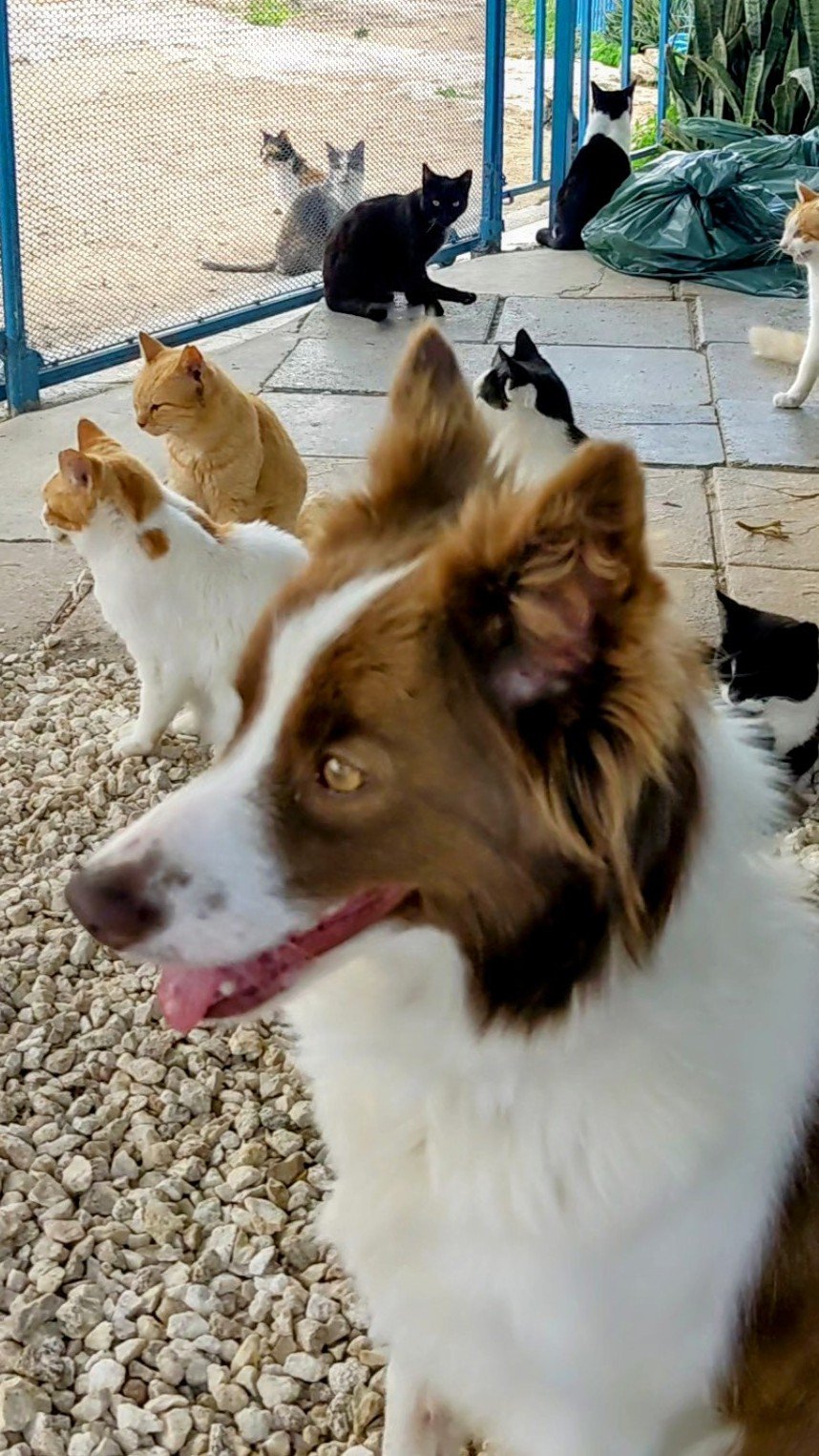 Lassie 2 (Adopted) — Extra Special Dog Rescue