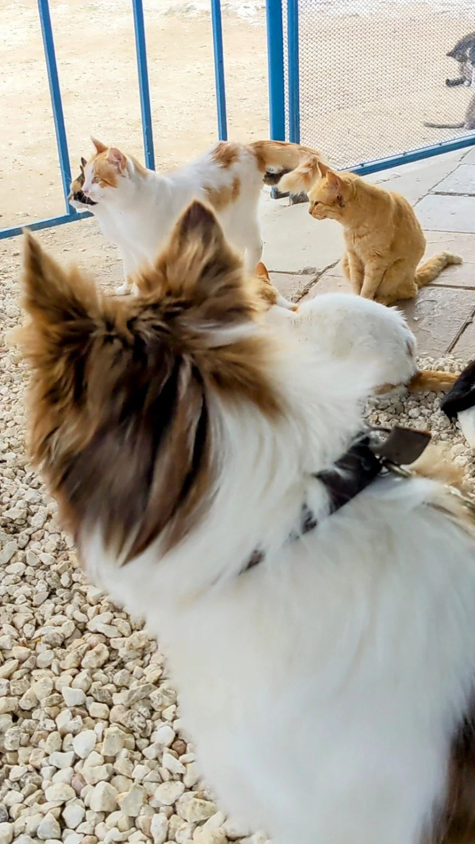 Lassie 2 (Adopted) — Extra Special Dog Rescue