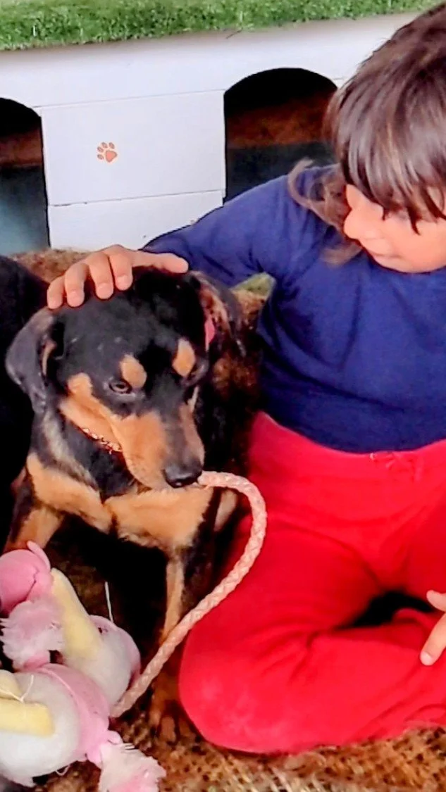 Rupert (Adopted) — Extra Special Dog Rescue