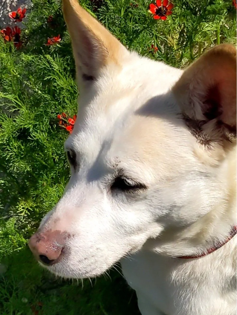 Extra Special Dog Rescue