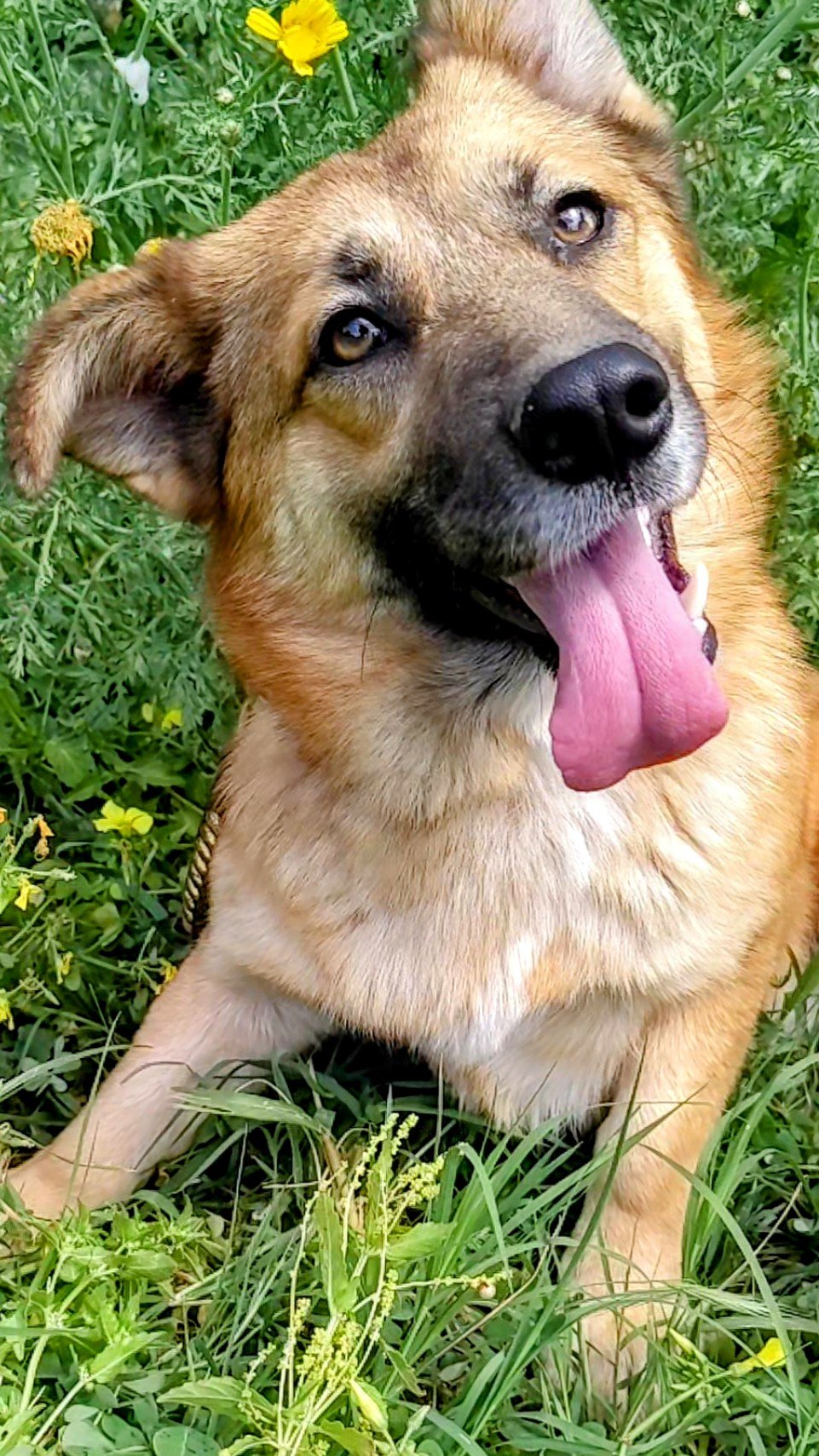 Nikki (Adopted) — Extra Special Dog Rescue