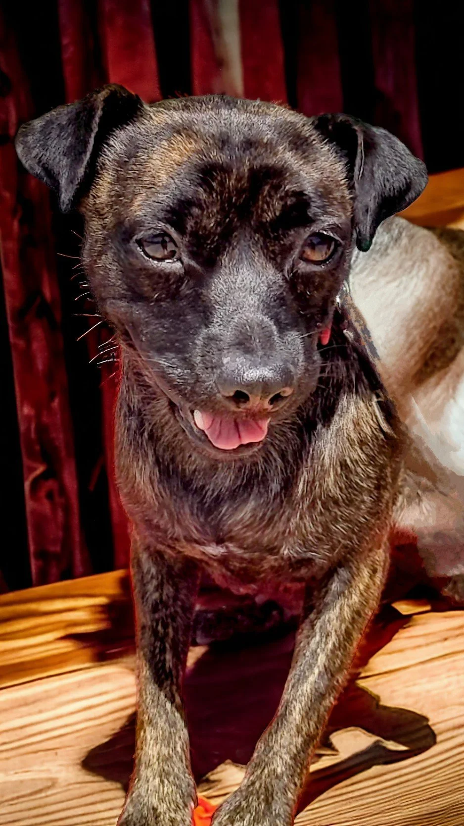 ELSA (Adopted) WILL BE IN FOSTER CARE IN BANSTEAD, SURREY FROM THE 1ST ...