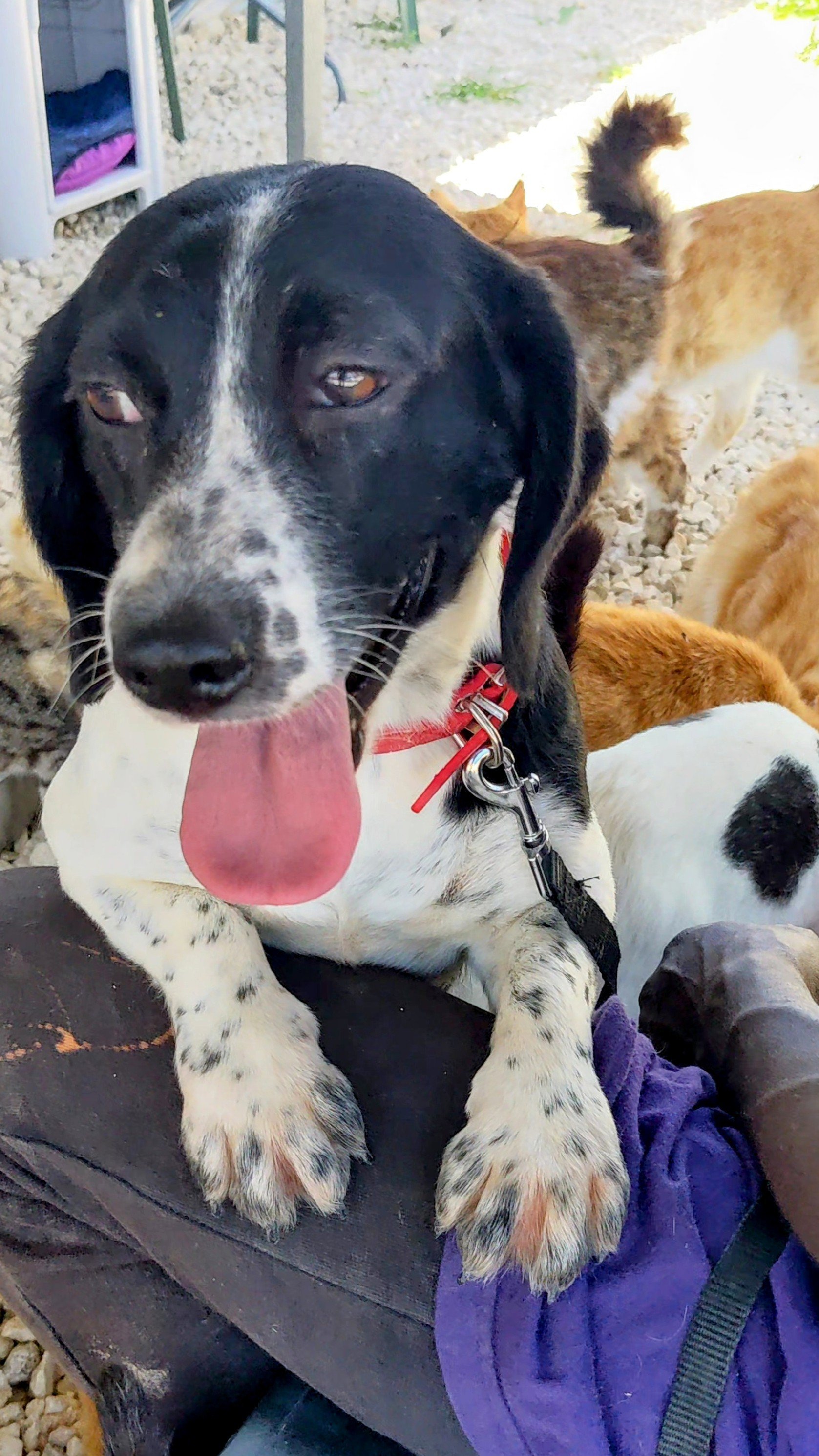 Darcy (Adopted) — Extra Special Dog Rescue