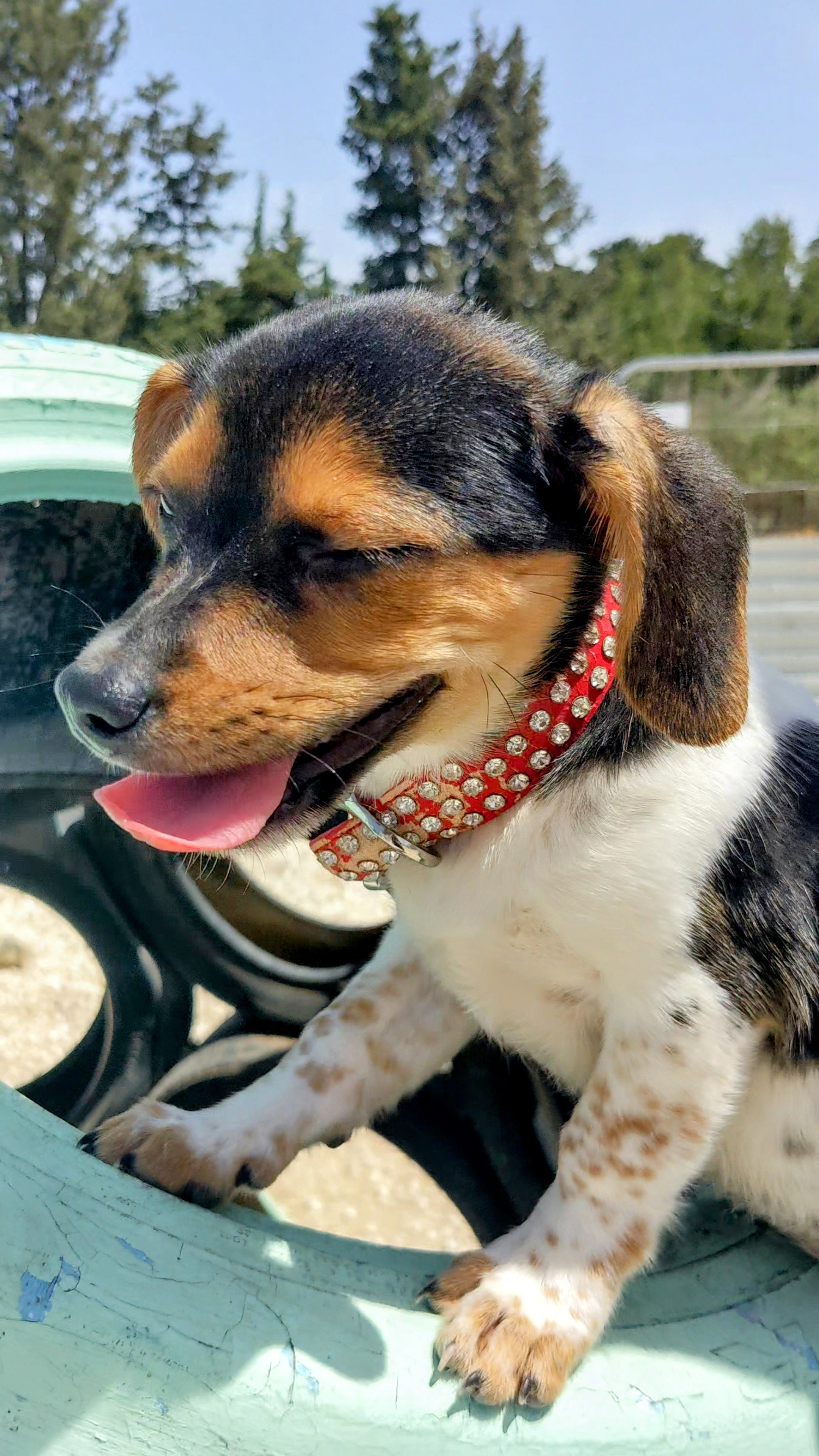 Pongo 3 (Adopted) — Extra Special Dog Rescue