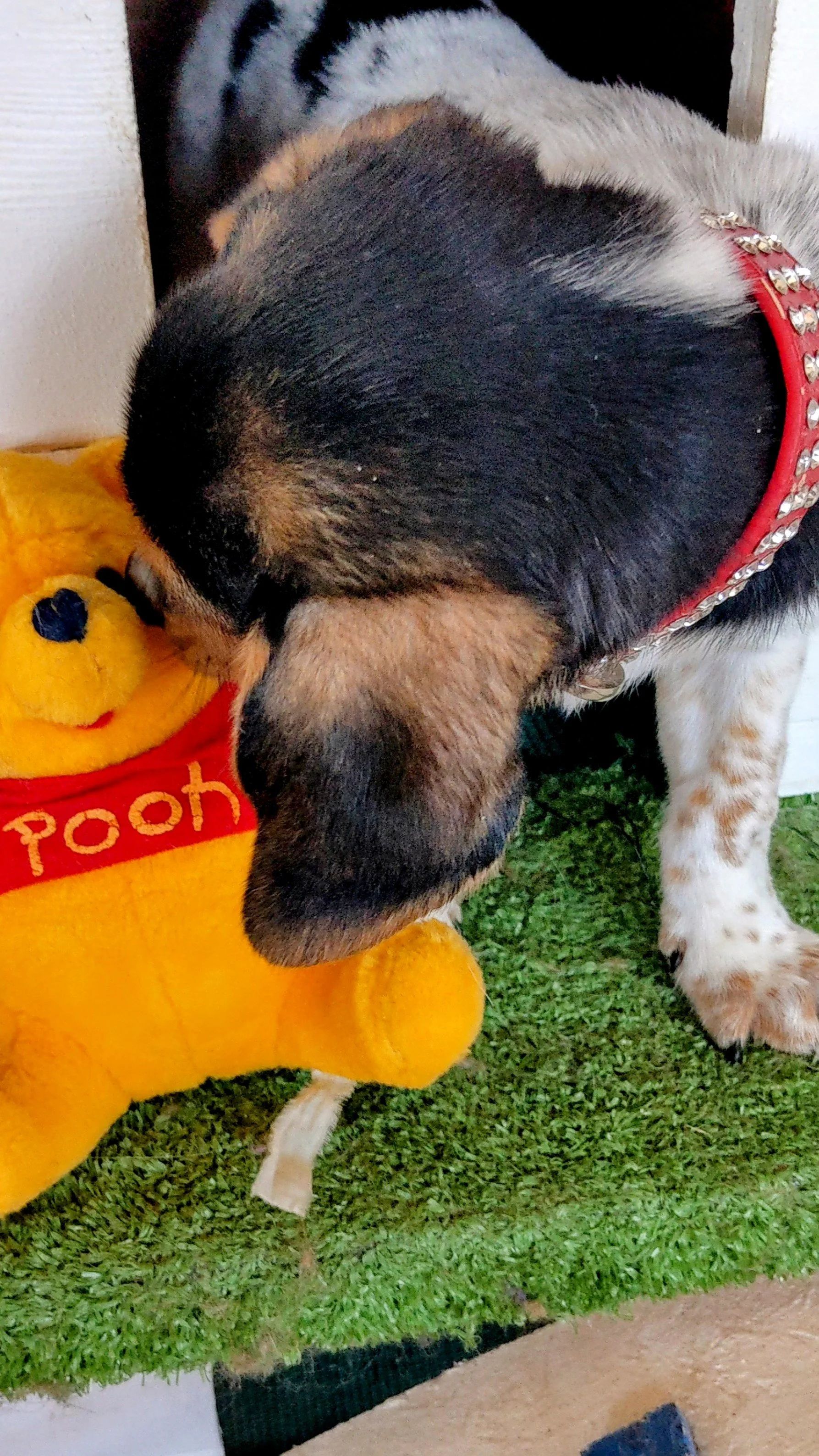 Pongo 3 (Adopted) — Extra Special Dog Rescue