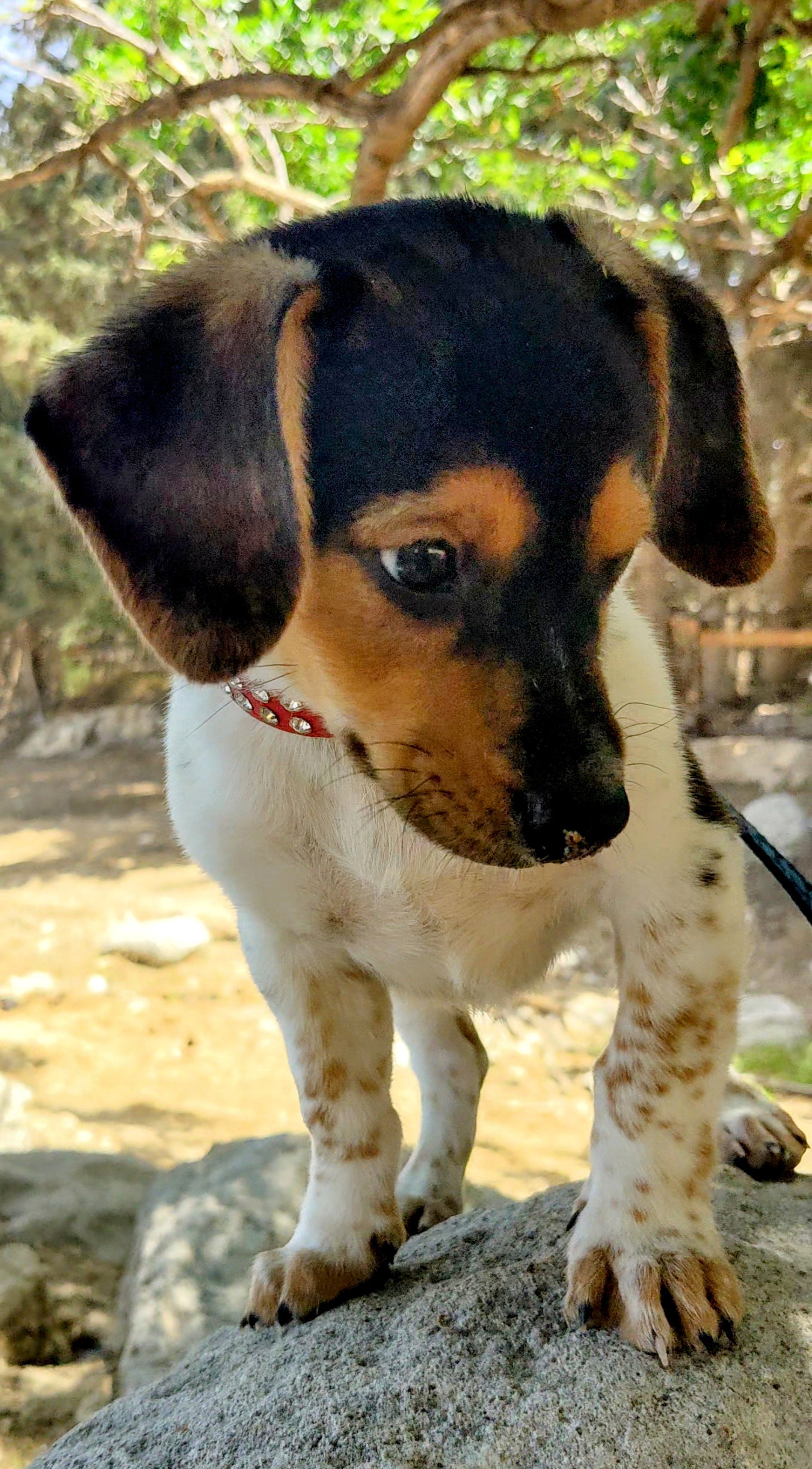 Pongo 3 (Adopted) — Extra Special Dog Rescue