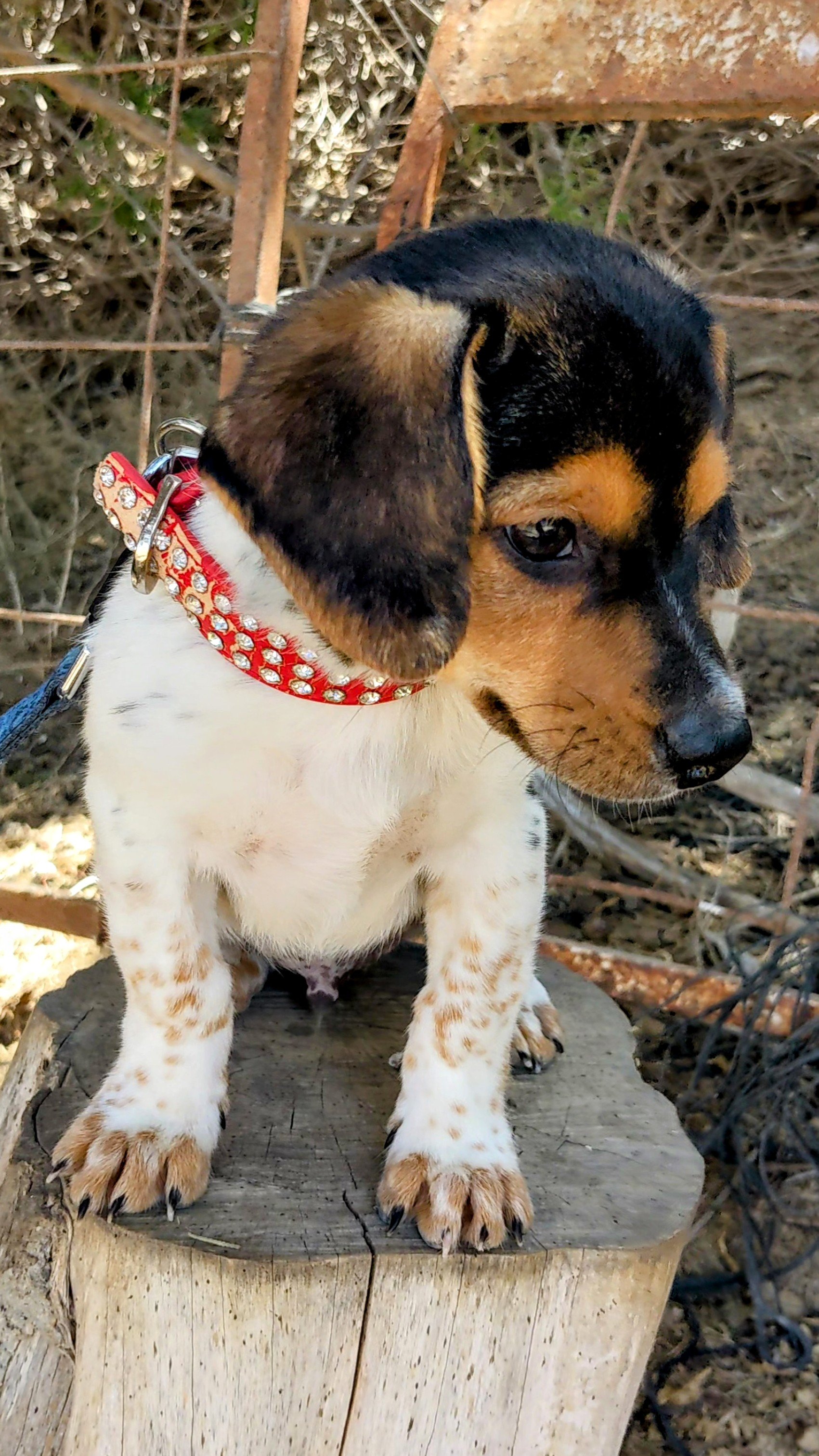 Pongo 3 (Adopted) — Extra Special Dog Rescue