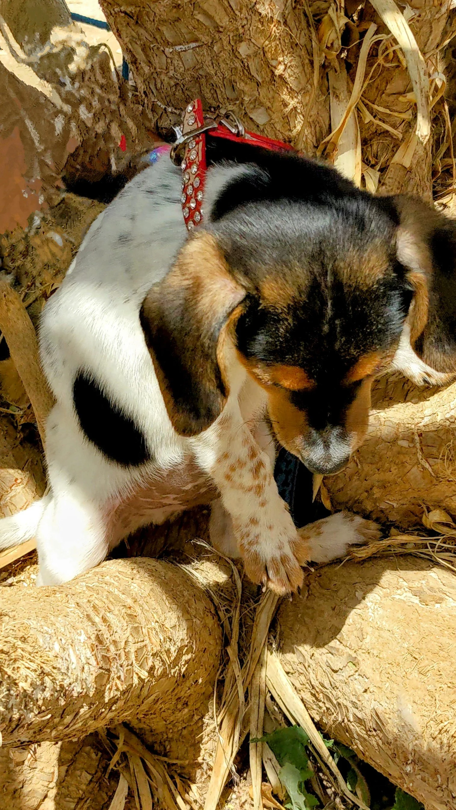 Pongo 3 (Adopted) — Extra Special Dog Rescue