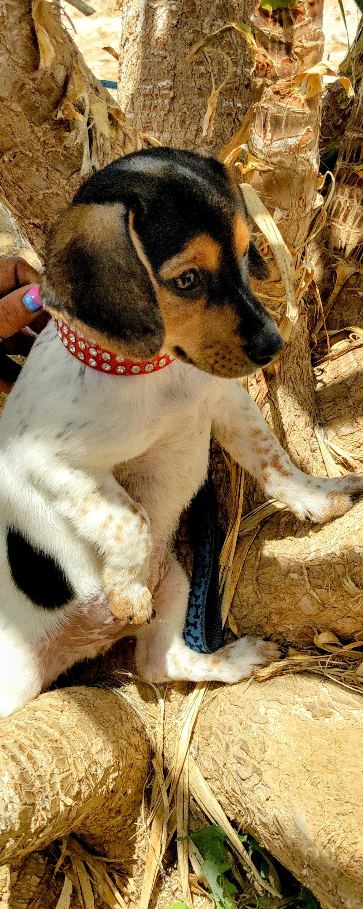 Pongo 3 (Adopted) — Extra Special Dog Rescue