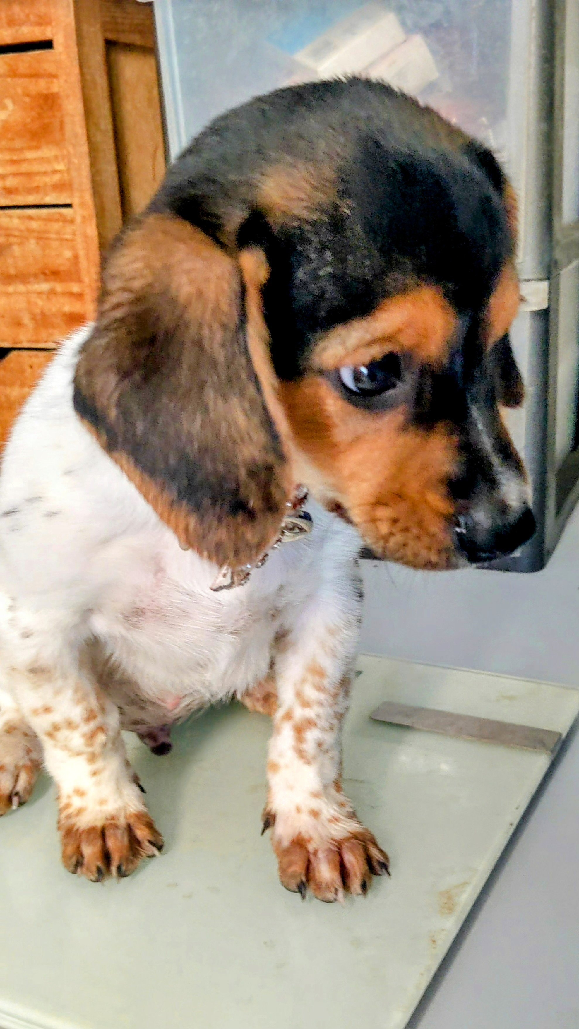 Pongo 3 (Adopted) — Extra Special Dog Rescue