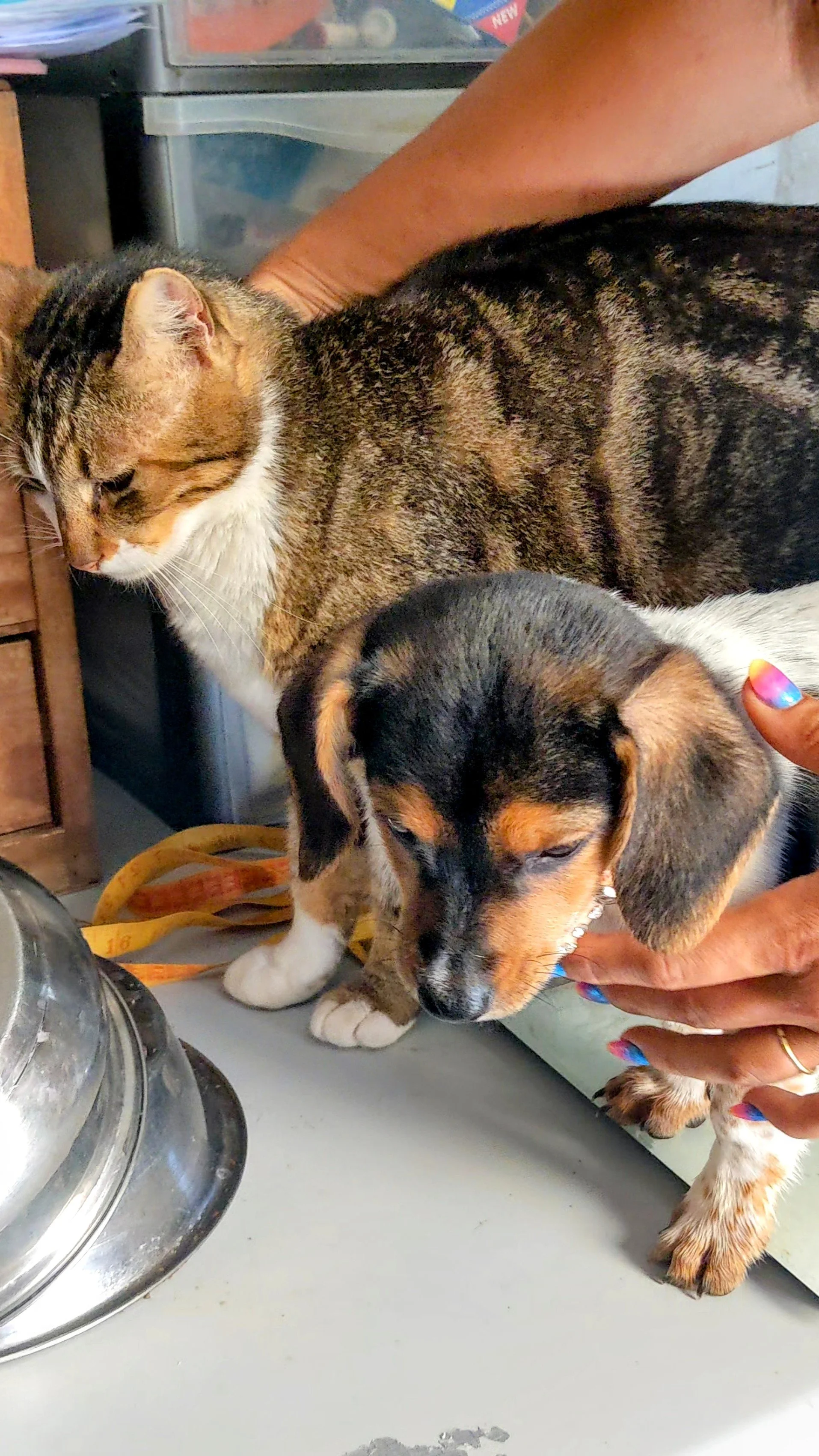 Pongo 3 (Adopted) — Extra Special Dog Rescue