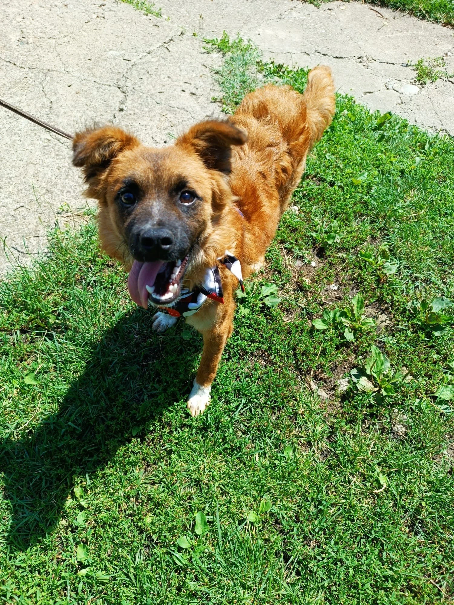 Extra Special Dog Rescue