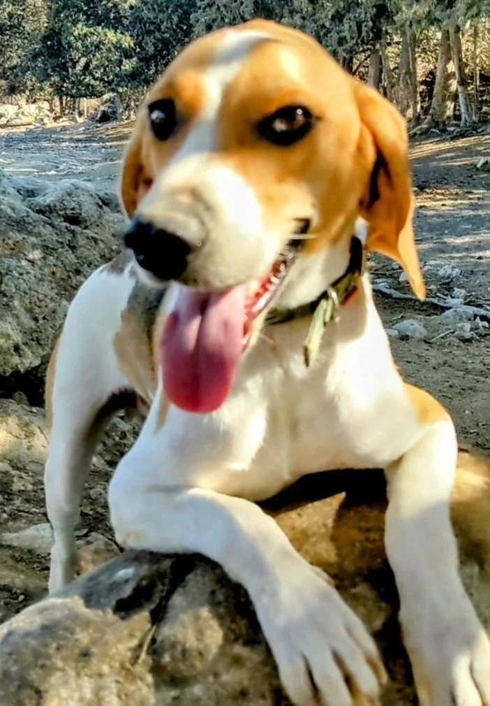 Extra Special Dog Rescue