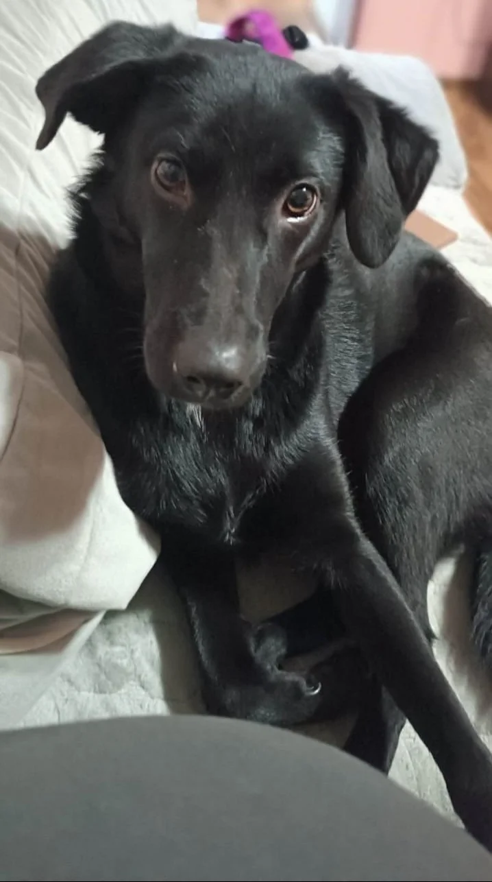 Extra Special Dog Rescue