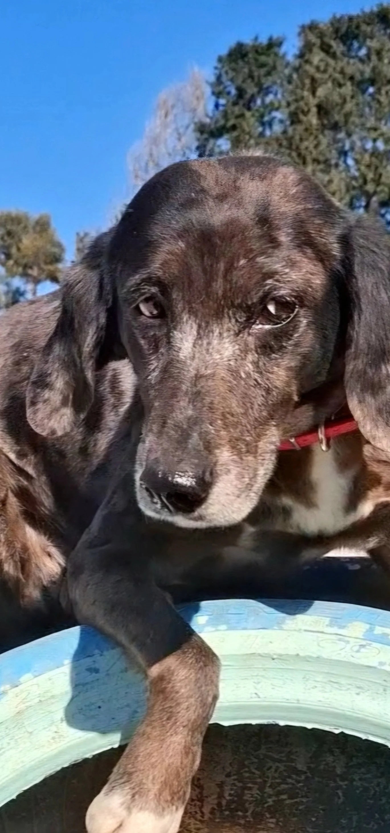 Extra Special Dog Rescue