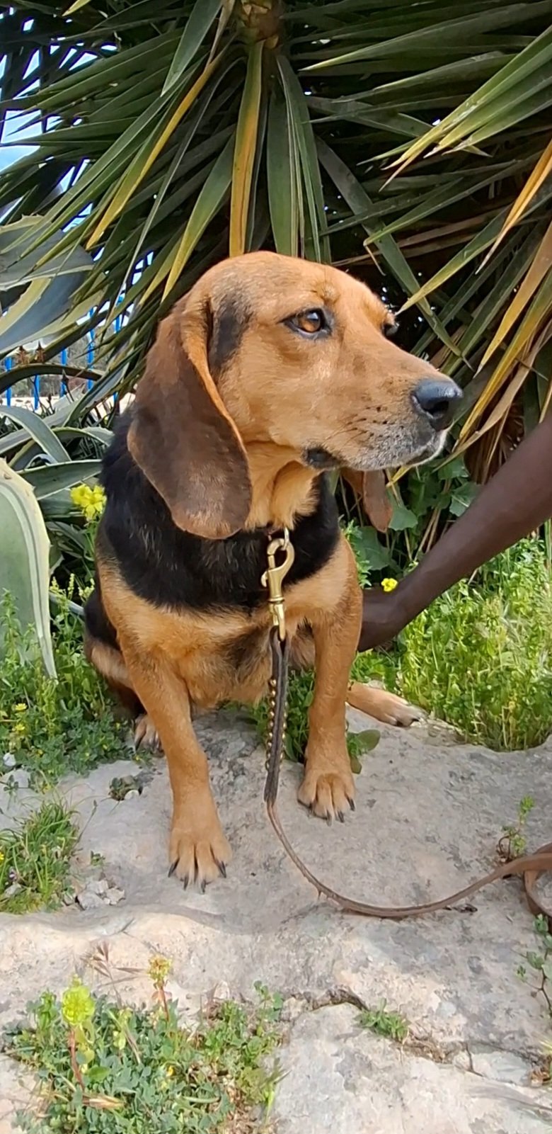 Extra Special Dog Rescue