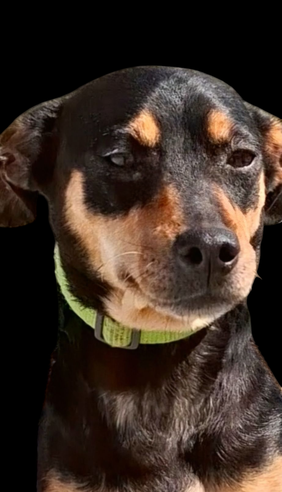 Extra Special Dog Rescue