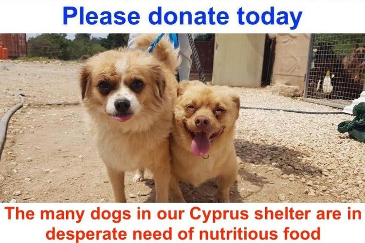 Extra Special Dog Rescue