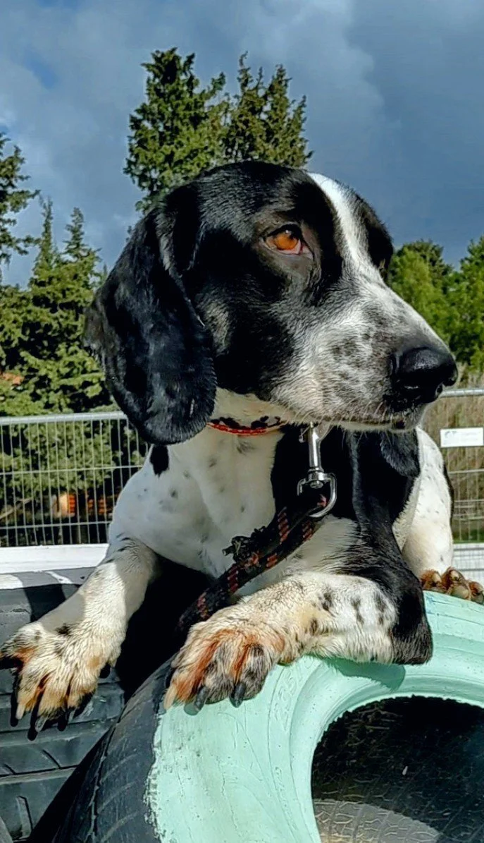 Baxter (Adopted) — Extra Special Dog Rescue