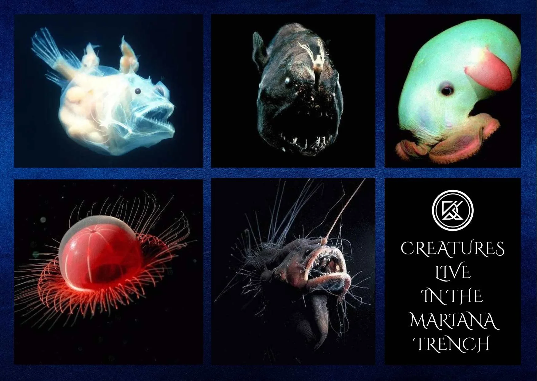 Marianas Trench Creatures Marianas Trench Creatures