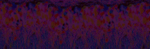 COSYNE