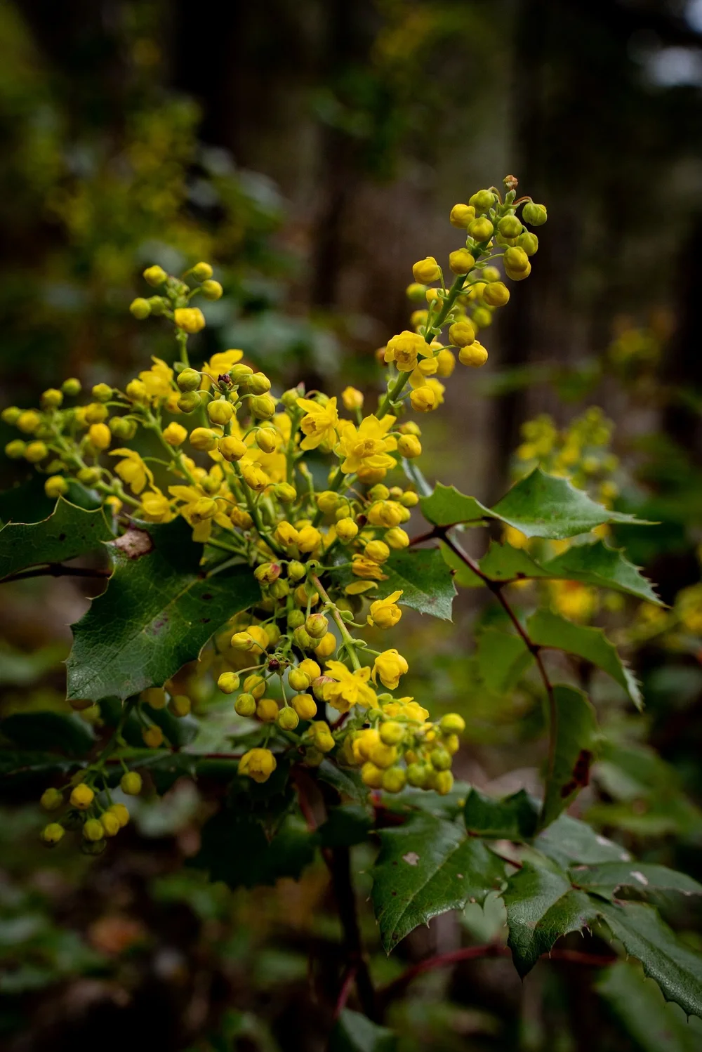 Oregon Grape and Berberine — Bacopa Moon