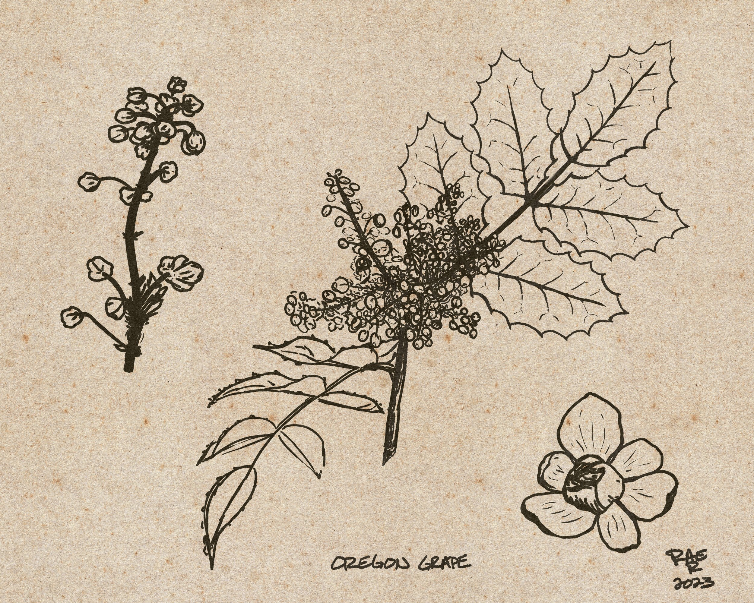 Oregon Grape — Bacopa Moon