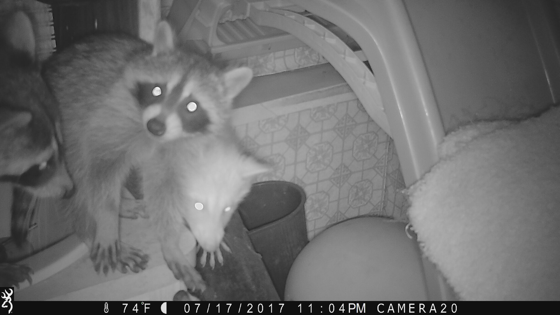 Get Involved — Animal Behavior & Cognition Lab