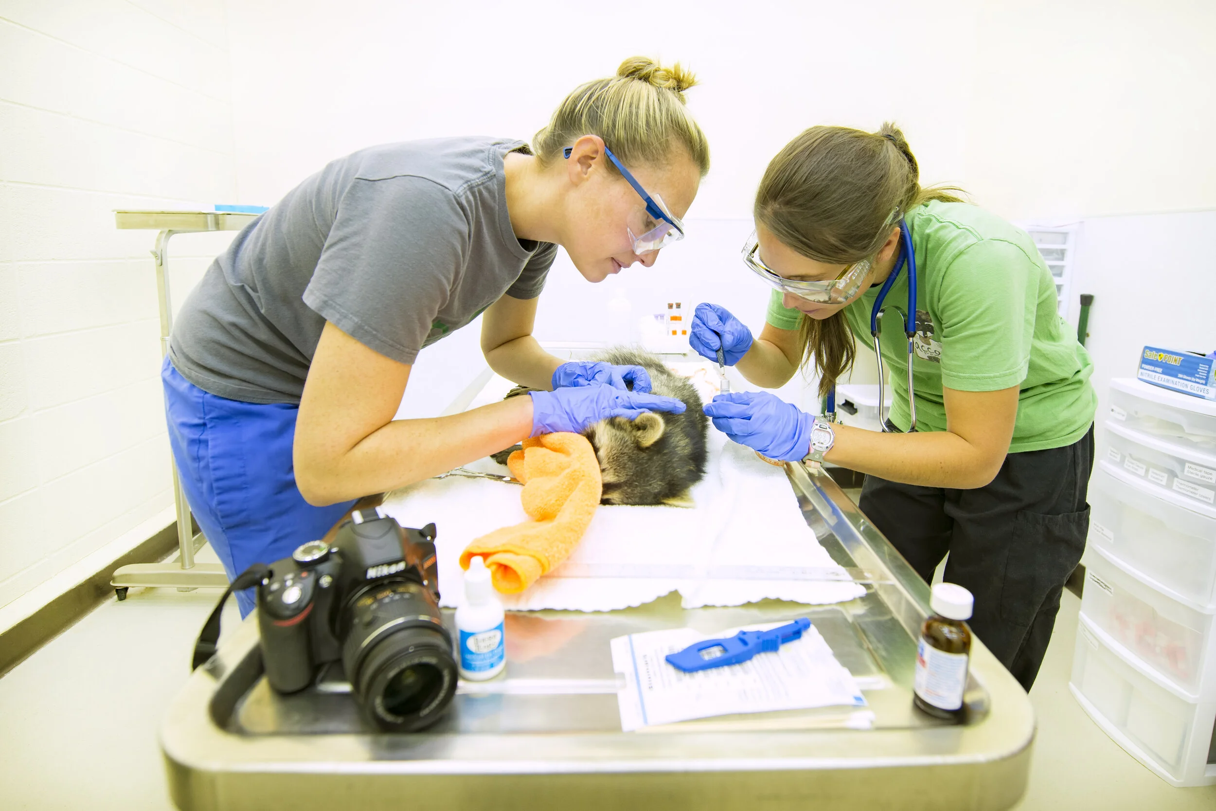 Urban Wildlife Project — Animal Behavior & Cognition Lab